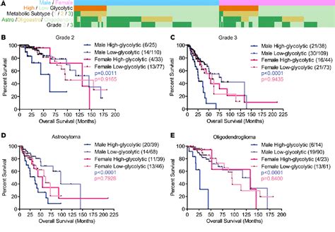 Figure 5 From Sexual Dimorphism In Glioma Glycolysis Underlies Sex