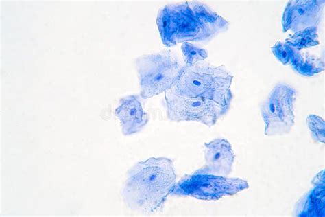 Human Cheek Cells Under A Microscope