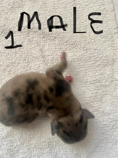 Conleys Pugs The Pups Has Arrived Here Are Sex And