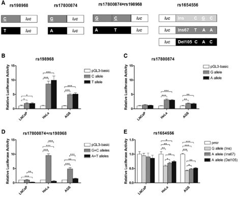 In Vitro Validation Of Candidate Variants By Luciferase Reporter Download Scientific Diagram