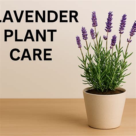 Lavender Plant Archives Myindoorplants