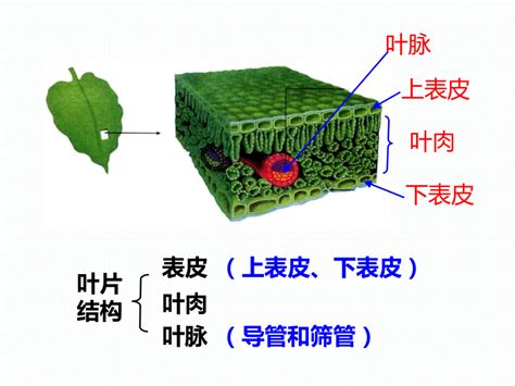 4 5 植物的叶与蒸腾作用（课件 32张ppt） 21世纪教育网