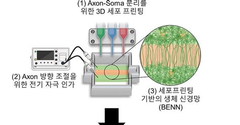 포항공대 연구팀 인공 뇌 개발…질환 치료 효과 예측에 도움