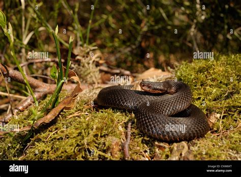 Adder Common Viper Common European Viper Common Viper Vipera Berus Black Adder Germany