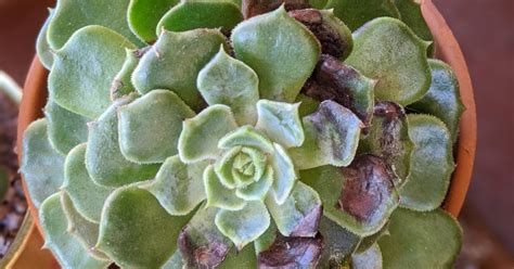 All About Sunburnt Succulents And Valuable Ways Prevent It 6 Kinds