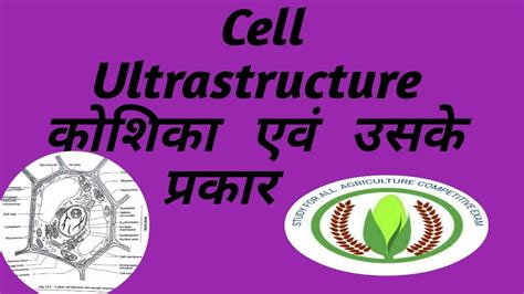 Ultrastructure Of Cell Youtube