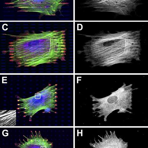 Incorporation Of α Sma Into Stress Fibers Requires Fas Longer Than 6