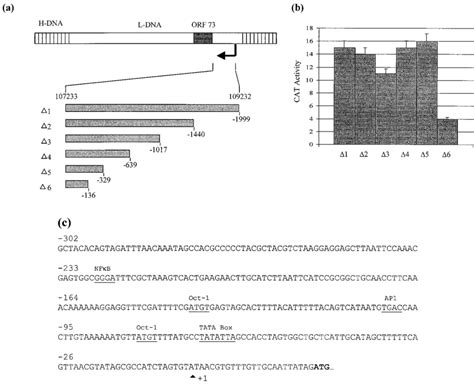 A Diagrammatic Representation Of The Deletion Series Of The Orf 73