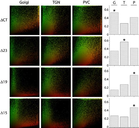 Subcellular Distribution Of Gfp Vsr2 Deletion Mutants In Punctate