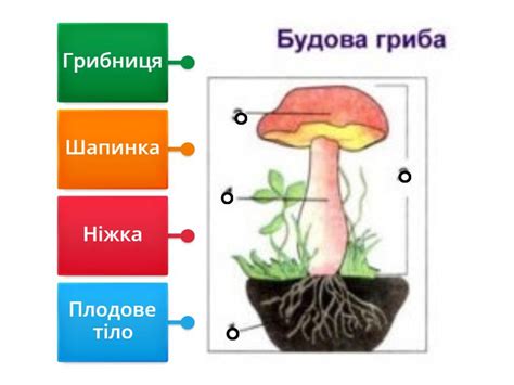 Будова гриба - Labelled diagram