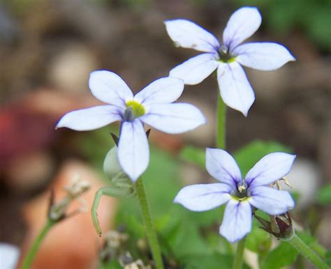Crab 7 Kingdom Animalia Phylum Arthropoda Class Arachni Flickr