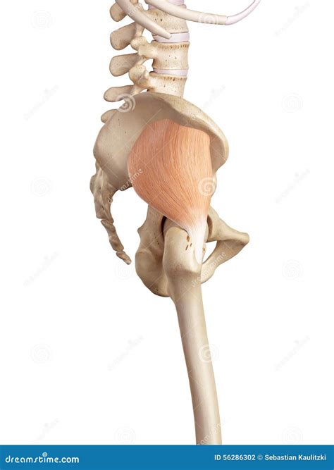 The Gluteus Minimus Stock Illustration Illustration Of Bone 56286302