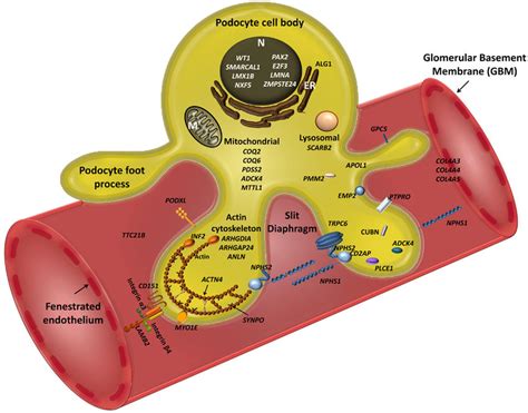 Schematic View Of Podocyte Genes Associated With Steroid Resistant Download Scientific Diagram