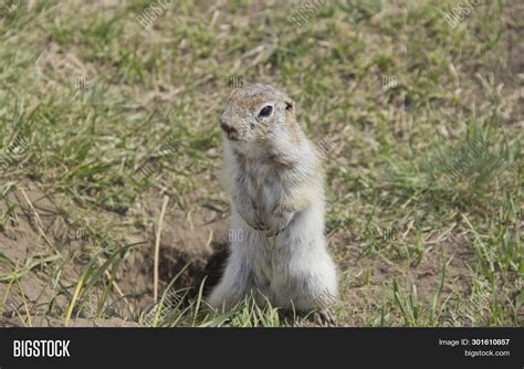 Gopher Genus Rodents Image And Photo Free Trial Bigstock