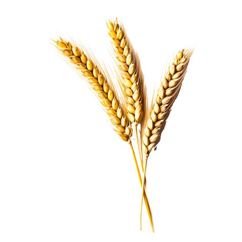 Wheat Grain Ai Generative 24490708 Png