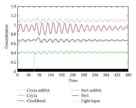 Stochastic Simulations After Light Pulses All Traces Show Stochastic