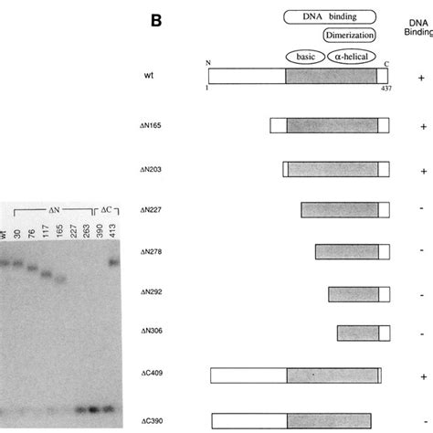 The Dimerization Domain Of Ap 2 Is An Integral Part Of The Dna Binding