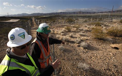 Solar Farms And Biodiversity How Clean Energy Affects Wildlife