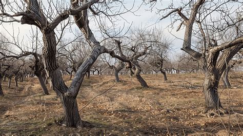 Tree Trunks Of Leafless Fruit Trees In Spring Orchard Background Fruit