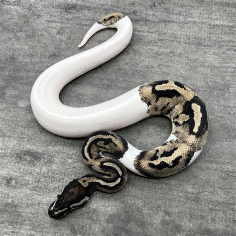 Axanthic Pie Bald Tsk Freeman Ballpython