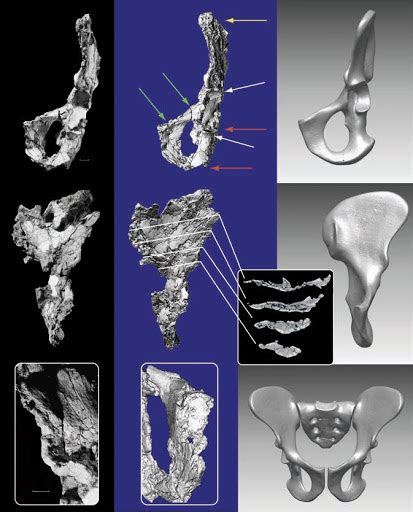 Ardipithecus Ramidus Skull Characteristics
