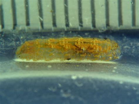 Syrphid Fly Larva Syrphus Bugguidenet