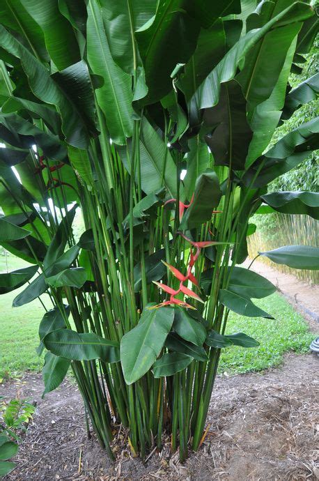 Heliconia Bihai X Marginata Rauliniana Tropical Garden Design