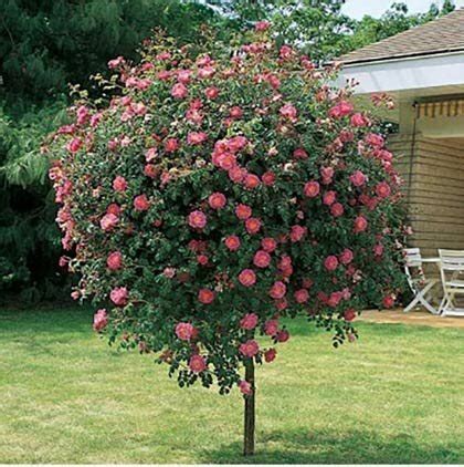 Опоры для плетистых роз: 3 варианта устройства конструкции