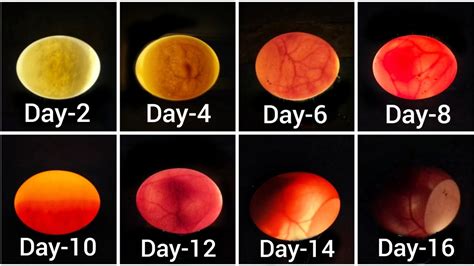 Chicken Egg Candling Chart