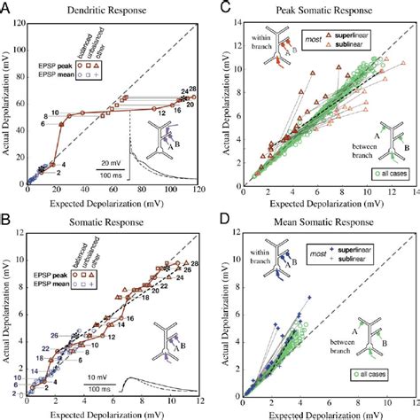 effects of recording site epsp response measure and stimulus