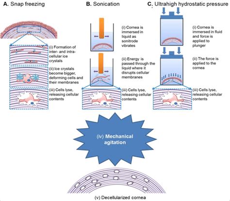 Schematic Representation Of Physical Decellularization Protocols Download Scientific Diagram