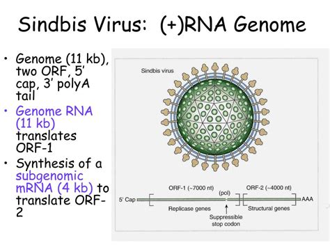 Ppt Replication Of Positive Sense Rna Viruses Powerpoint Presentation Id 4109161