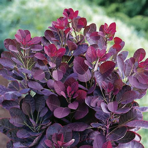 Cotinus Coggygria Royal Purple Dobies