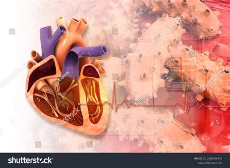 Human Heart Cross Section Anatomy On Stock Illustration 2189500427