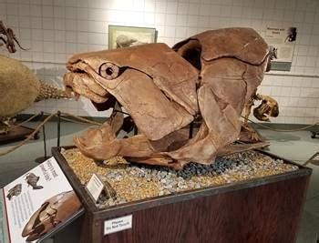 Dunkleosteus Allosaurus Roar