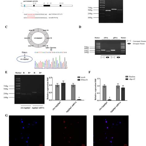Identification And Validation Of Circular RNAs CircRNA A Schematic Download Scientific