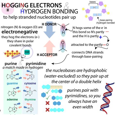 Nucleotide Base Pairs Base Pair Isogg Wiki