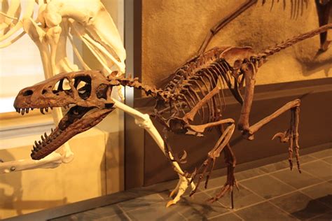 Skeleton Of My Favourite Dino The Velociraptor Now Here I Flickr