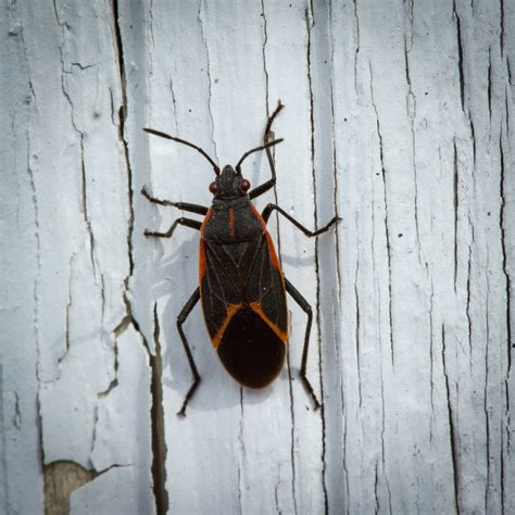 Boxelder Bug Facts Identification And Prevention Tips Western Pest