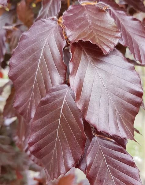 Fagus Purple Copper Beech 6 Pot Hello Hello Plants