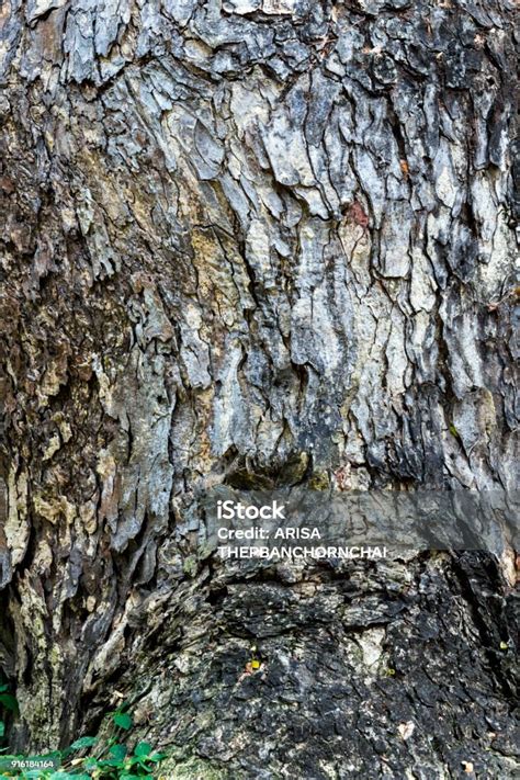 아름 다운 자연 나무입니다 자연으로 사용 된 나무의 텍스처입니다 추상적인 배경 그리고 빈 서식 파일입니다 0명에 대한 스톡 사진