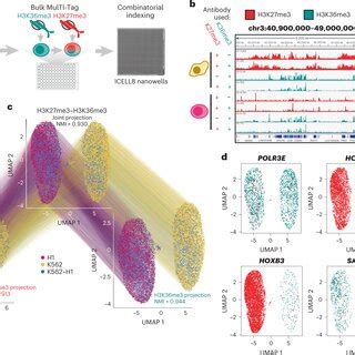 MulTI Tag In Single Cells A Schematic Describing Single Cell MulTI Tag Download Scientific