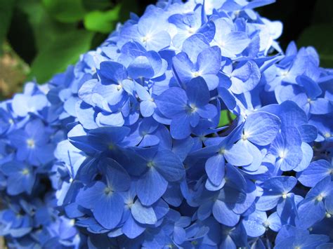 Hydrangea 紫陽花アジサイ Ashikaga Flower Park Ashikaga City Flickr