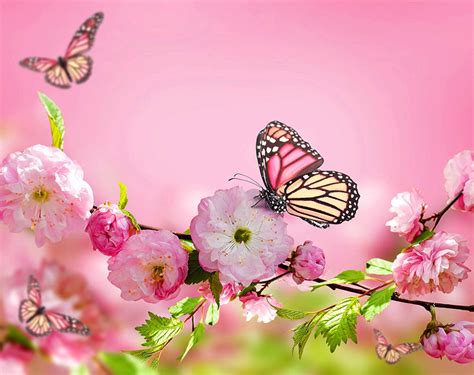 Download Butterfly On Flower Cherry Blossom Wallpaper