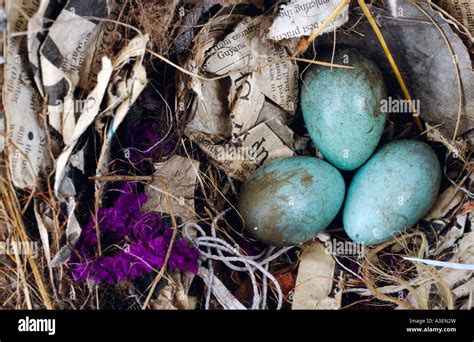 Magpie And Egg