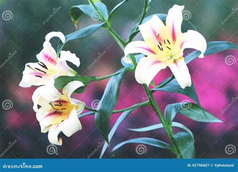 Fancy Lily Stock Image Image Of Fresh Lily Garden 42796607
