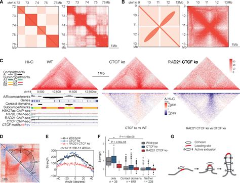 Figure 1 From Chromatin Jets Define The Properties Of Cohesin Driven In Vivo Loop Extrusion