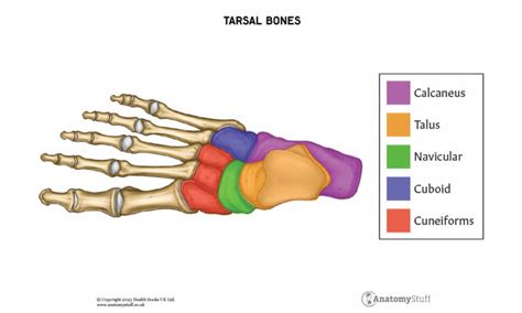 Foot And Ankle Anatomy Revision Anatomystuff