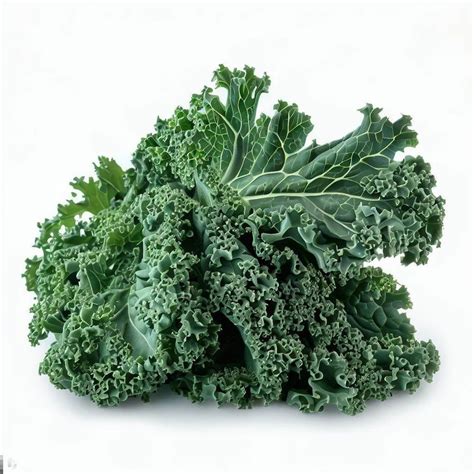 Green Organic Kale Lettuce At ₹ 200 Kg Lettuce In Chennai Id
