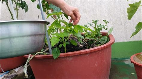 자가모종 깻잎 수확하기 깻잎은 한번 심어서 해마다 봄이 오면 새싹들이 나온답니다 Youtube